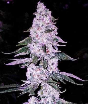 ETHOS HASH PLANT BX1 REGS ETHOS - ChiTown Seeds