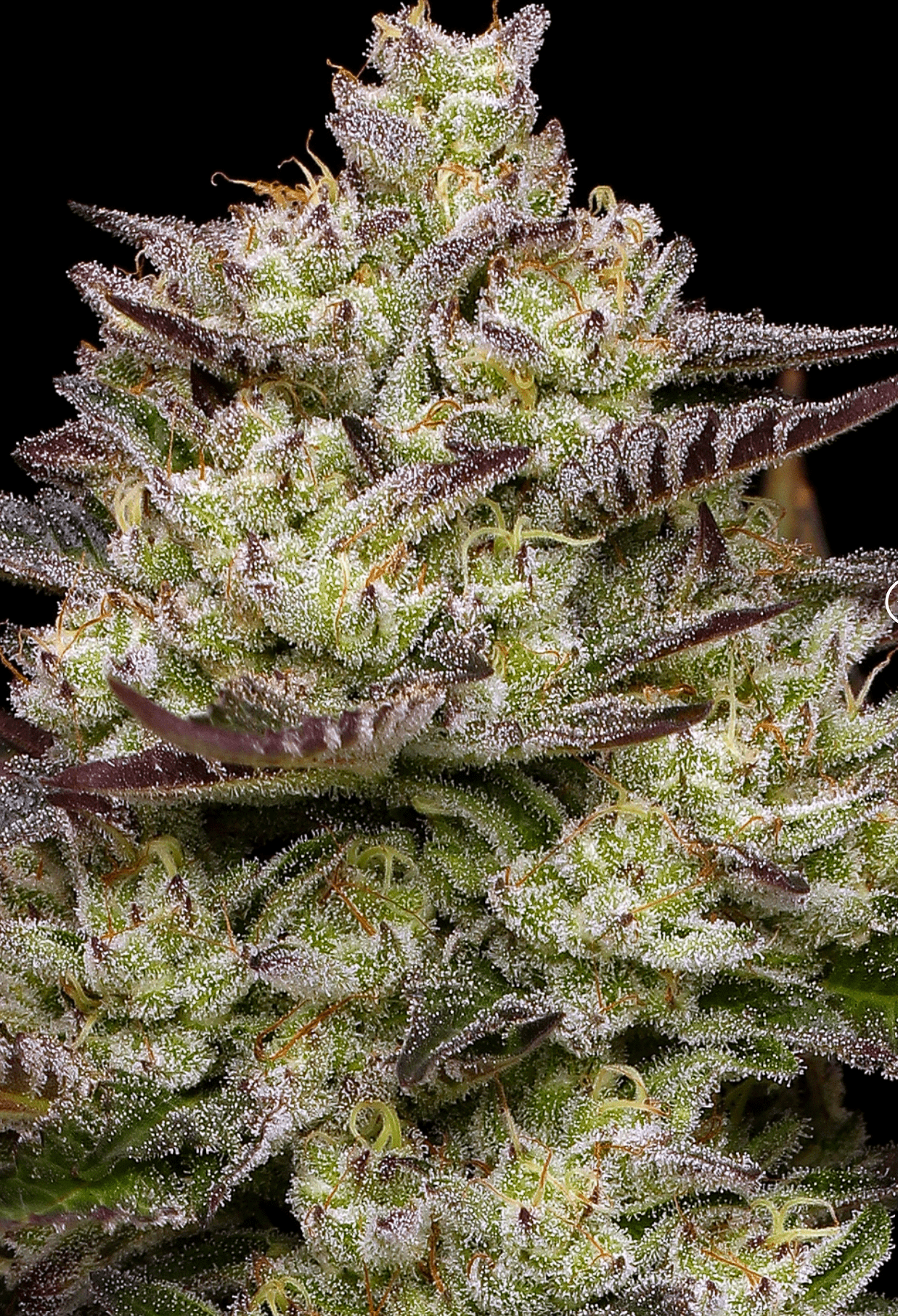 DONUTZ TRIPLOID – Humboldt Seed Co - ChiTown Seeds