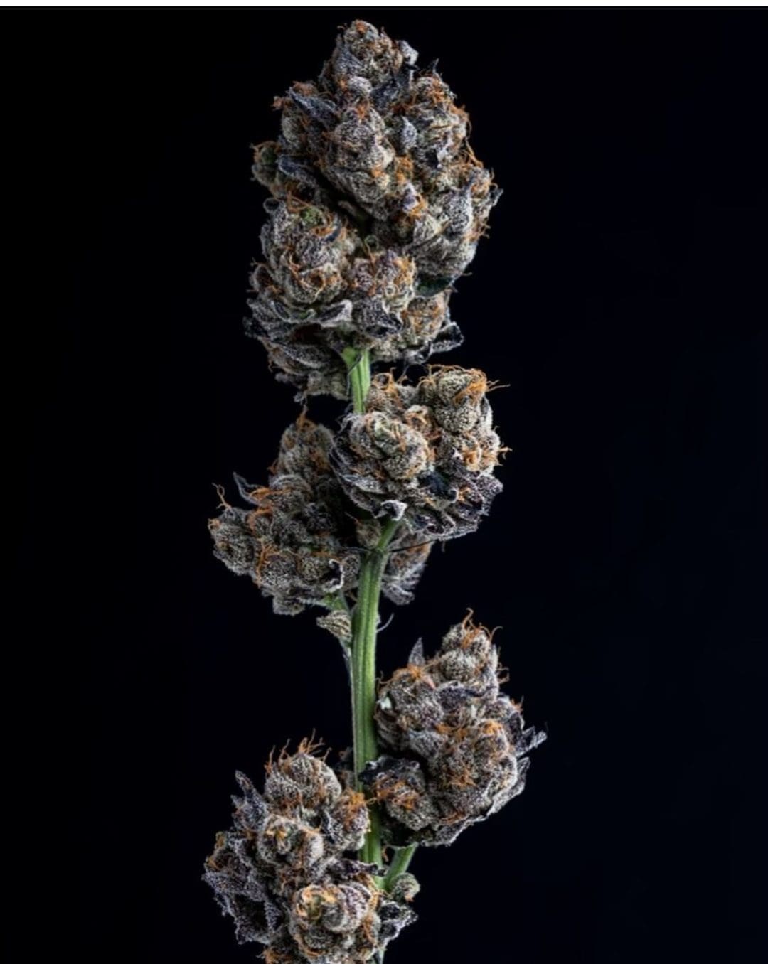 FLAMING CHEETOS 6CT FEMS PLUS LIT FARMS FREEBIE - ChiTown Seeds